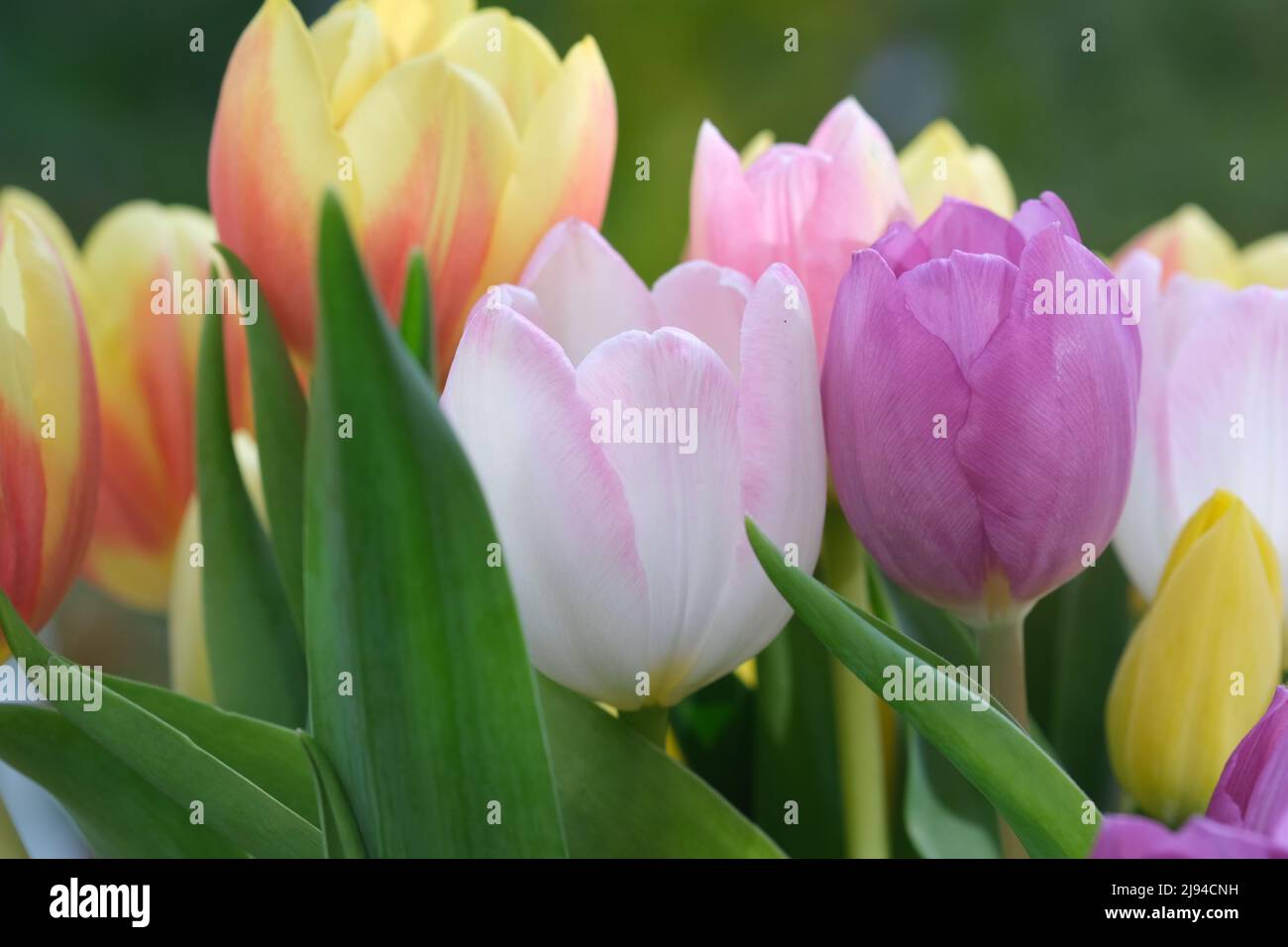 Multicolored bunch of tulip flowers close-up, selective focus ...