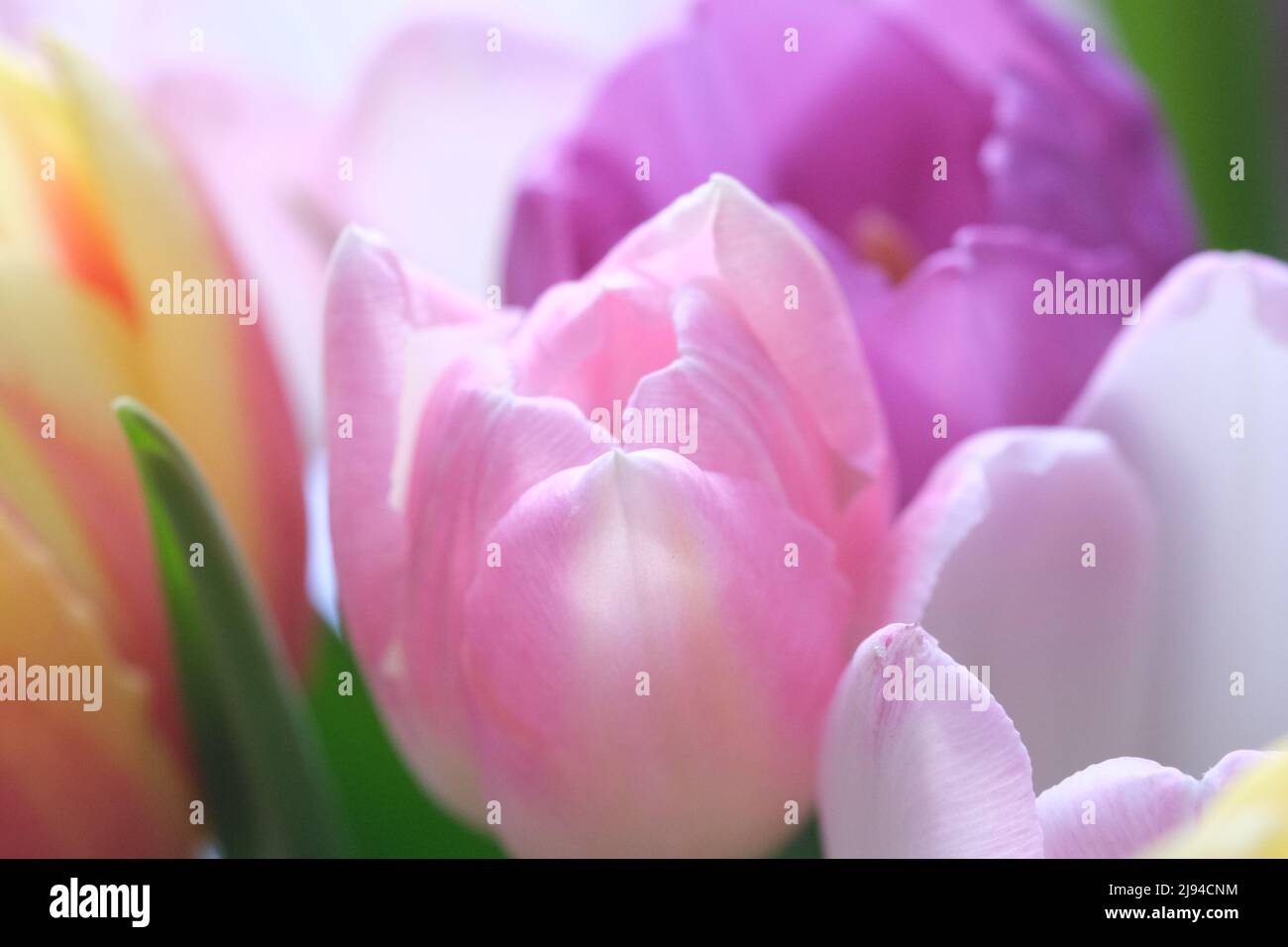 Multicolored bunch of tulip flowers close-up, selective focus ...