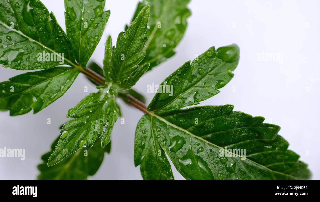 Cannabis seedling isolated on white background. Layout of watering ...