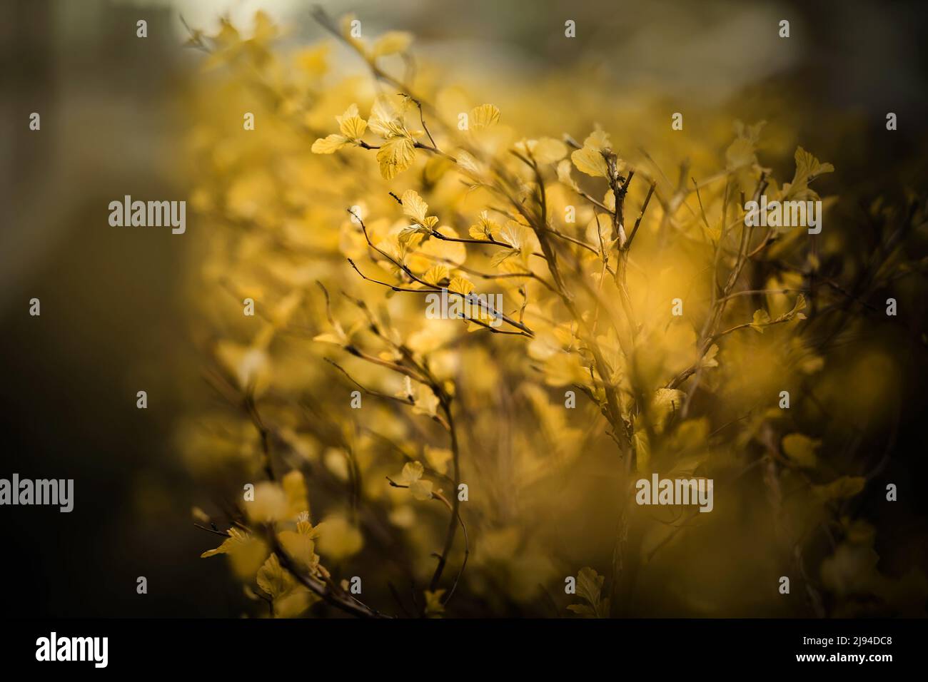 Beautiful small leaves grow on thin branches of the bush in the evening ...