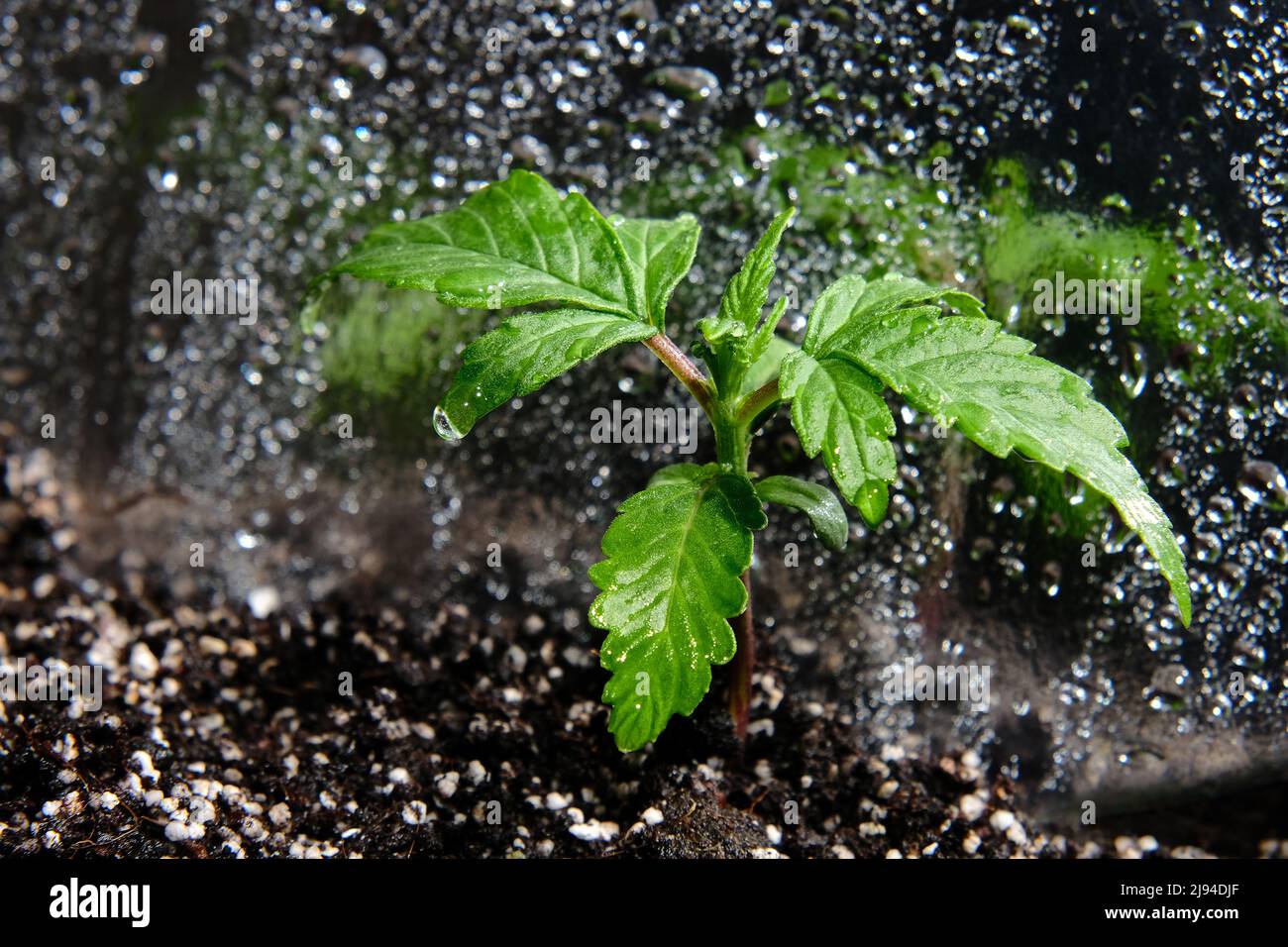Cannabis seedling in a grow box, macro view. Small marijuana plant in a ...