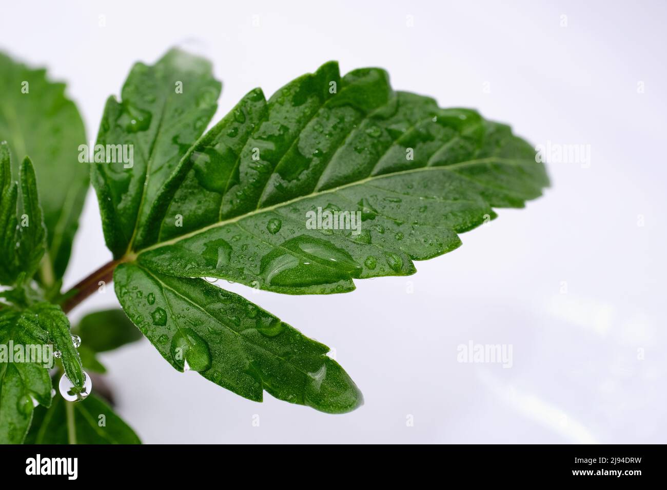 Cannabis seedling isolated on white background. Layout of watering ...