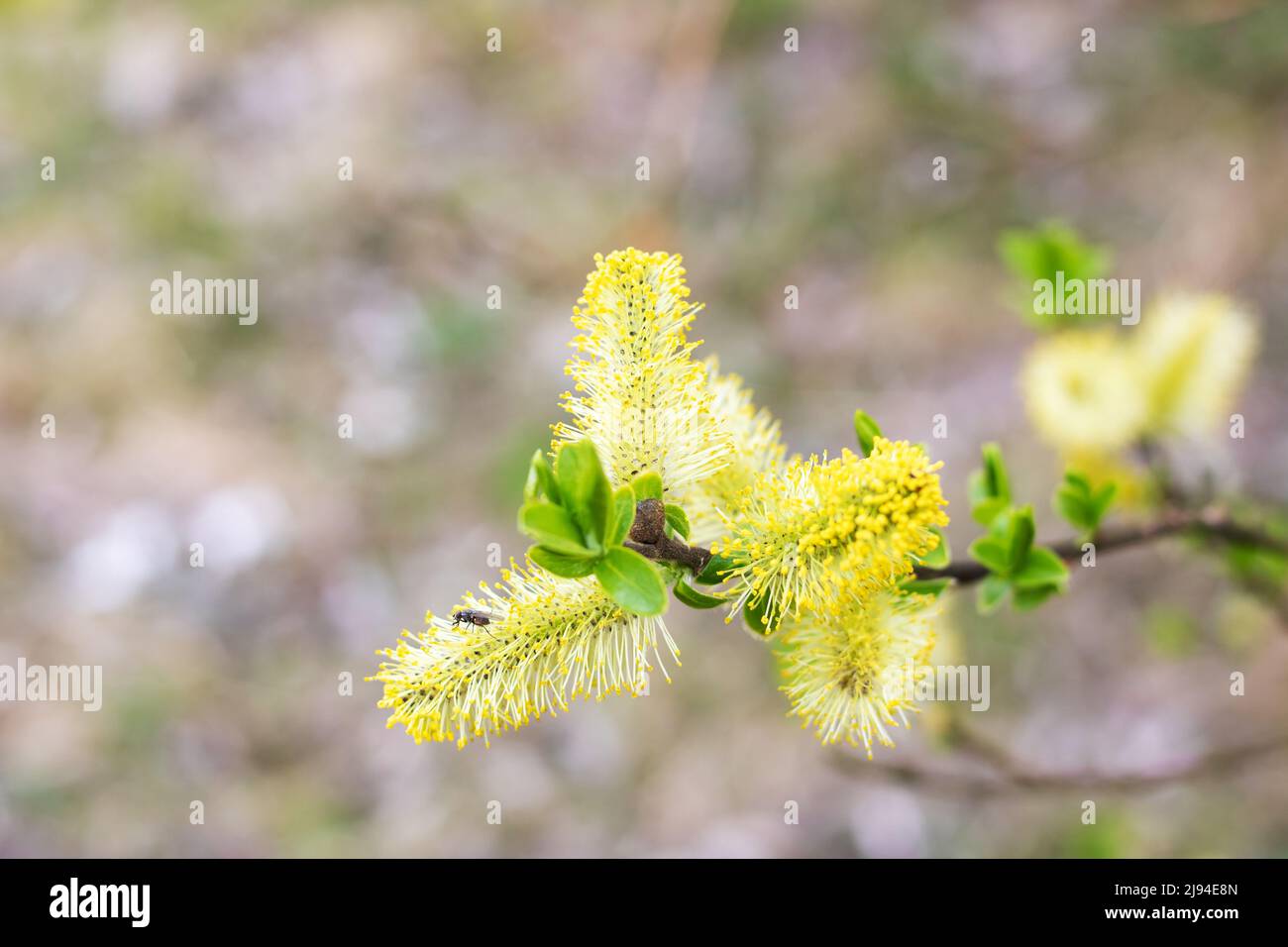 Willow catkins in spring. Willow catkins tree Stock Photo - Alamy