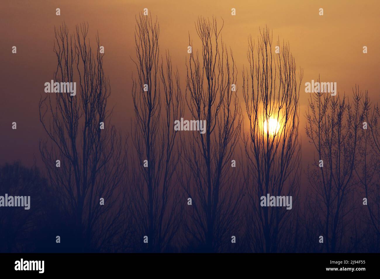 Silhouettes of tall trees against the backdrop of the setting sun and ...