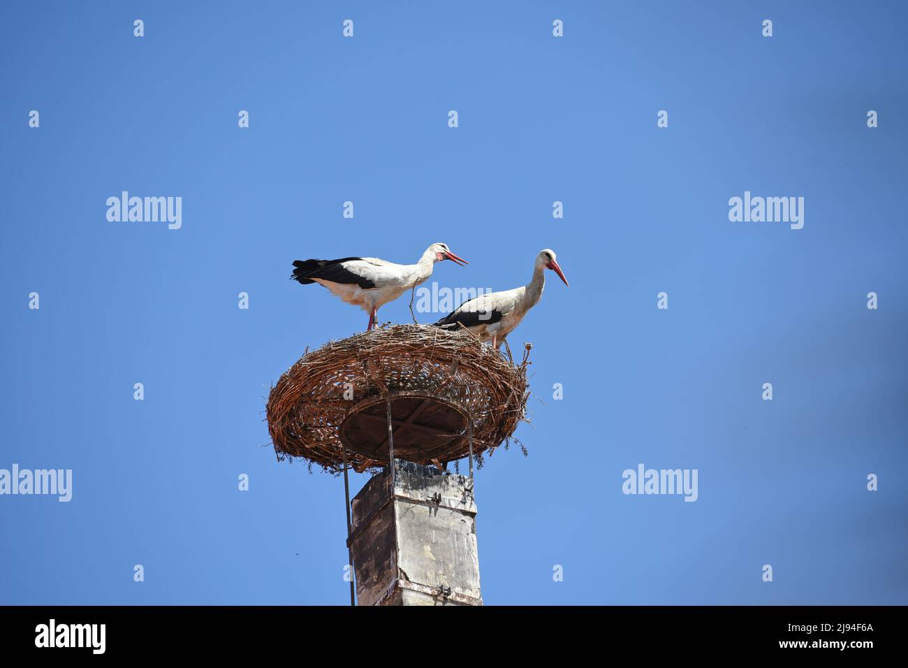 Störche im bekannten Ort Rust am Neusiedler See im Burgenland ...