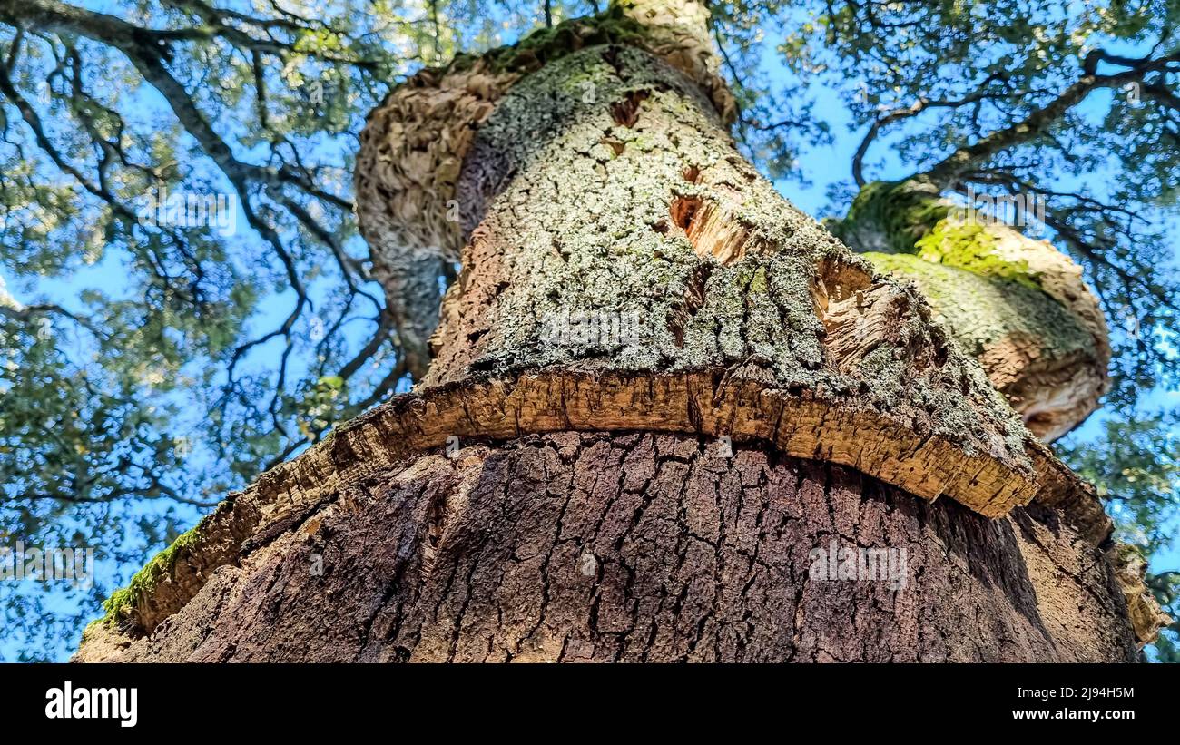 A close up of a trunk of a cork tree, bark cut off, in Portugal Stock Photo - Alamy