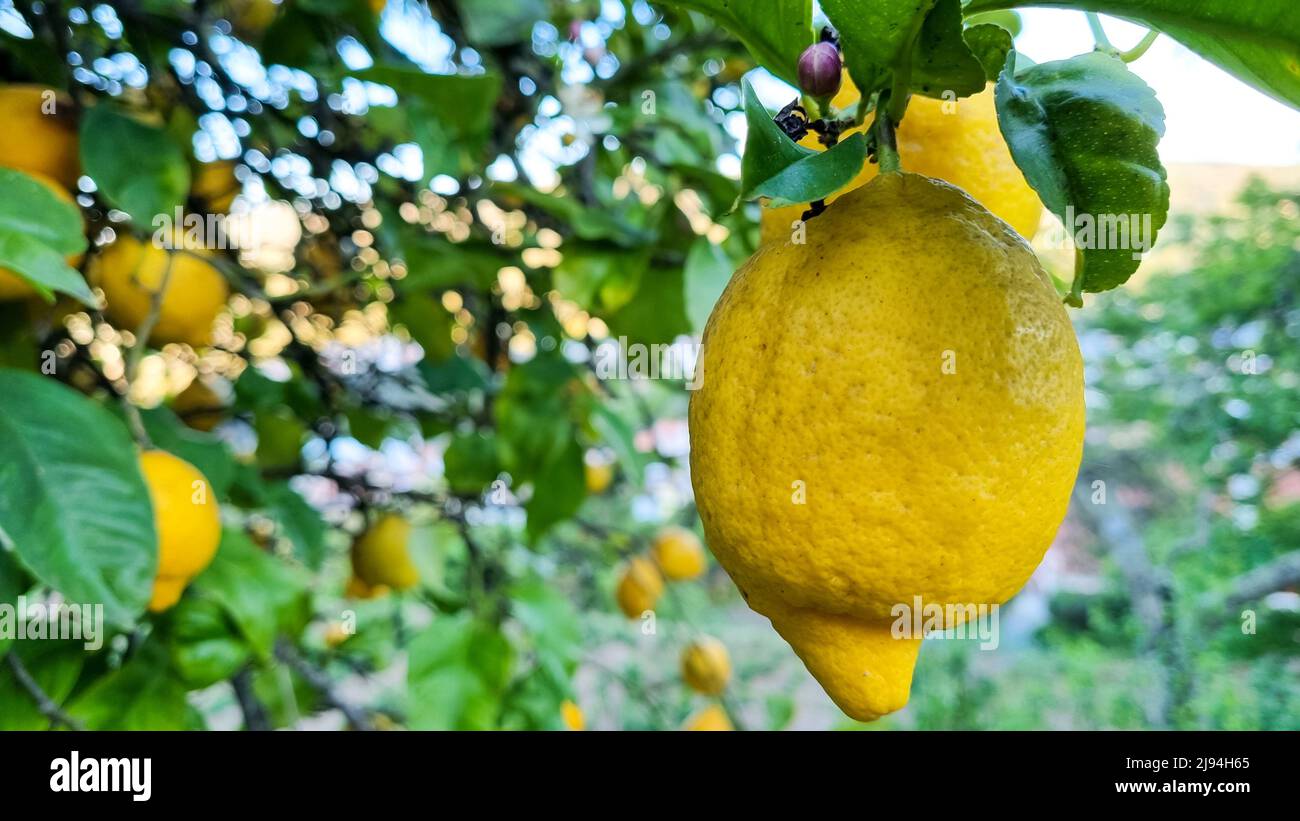 Lemon tree beautiful lemons hi-res stock photography and images - Alamy