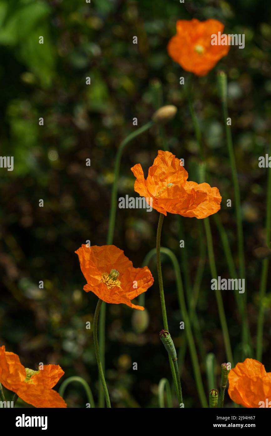 Vibrant orange Papaver poppies with bright, translucent petals and long ...