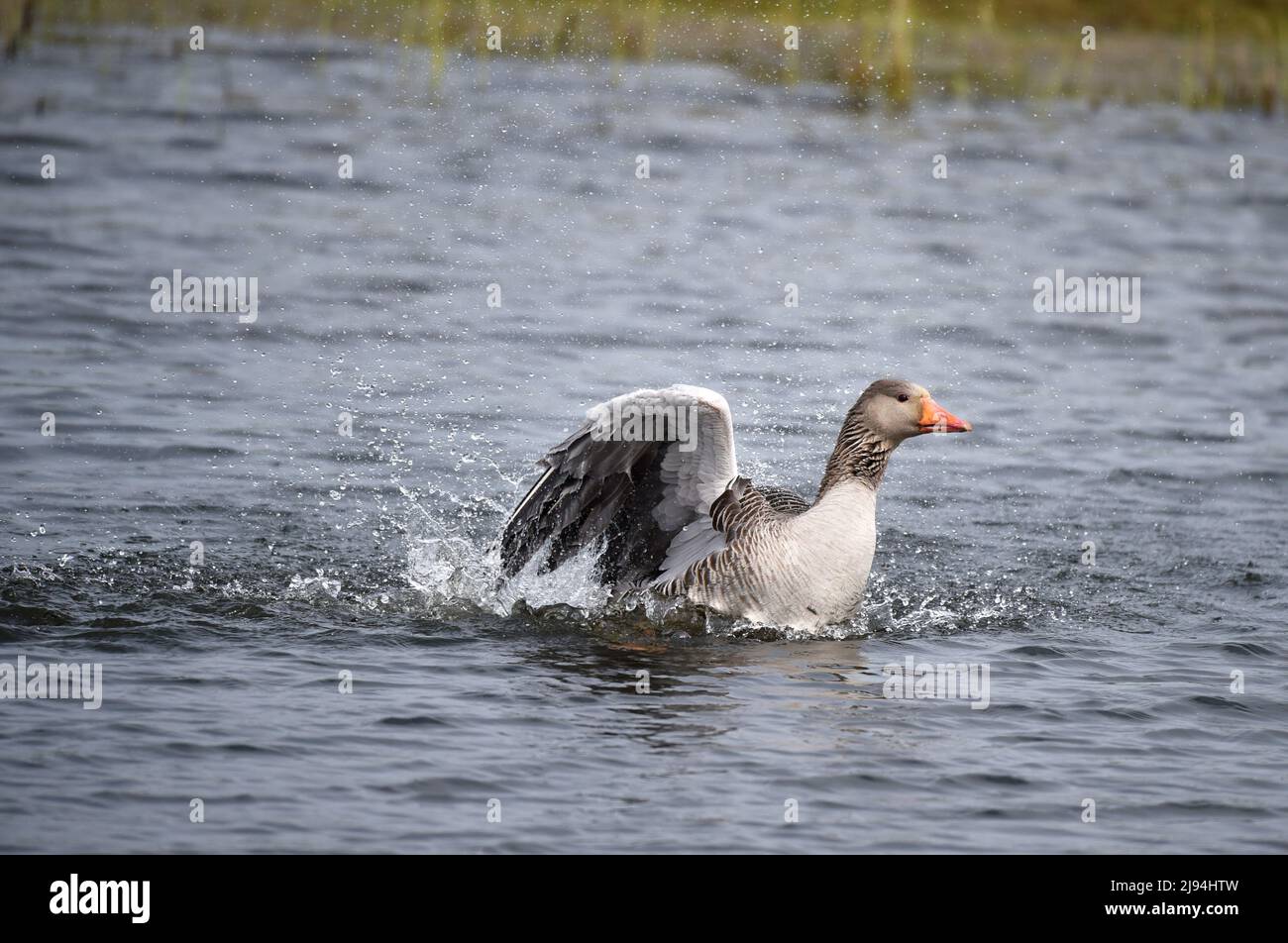 Gray Goose Lands In The Lake Stock Photo - Alamy