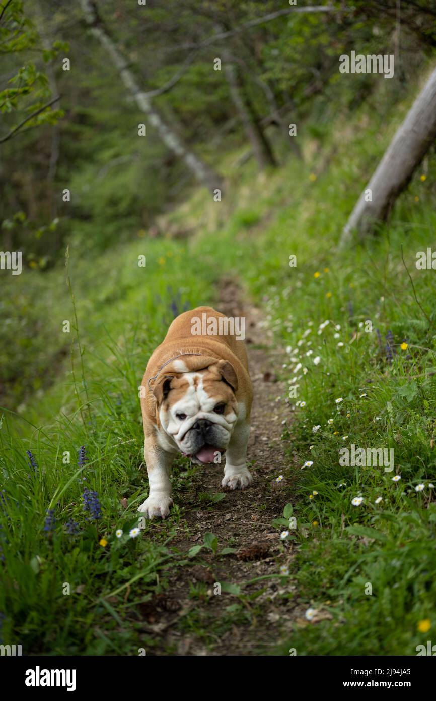 British bulldog on a stroll through woodland Stock Photo - Alamy