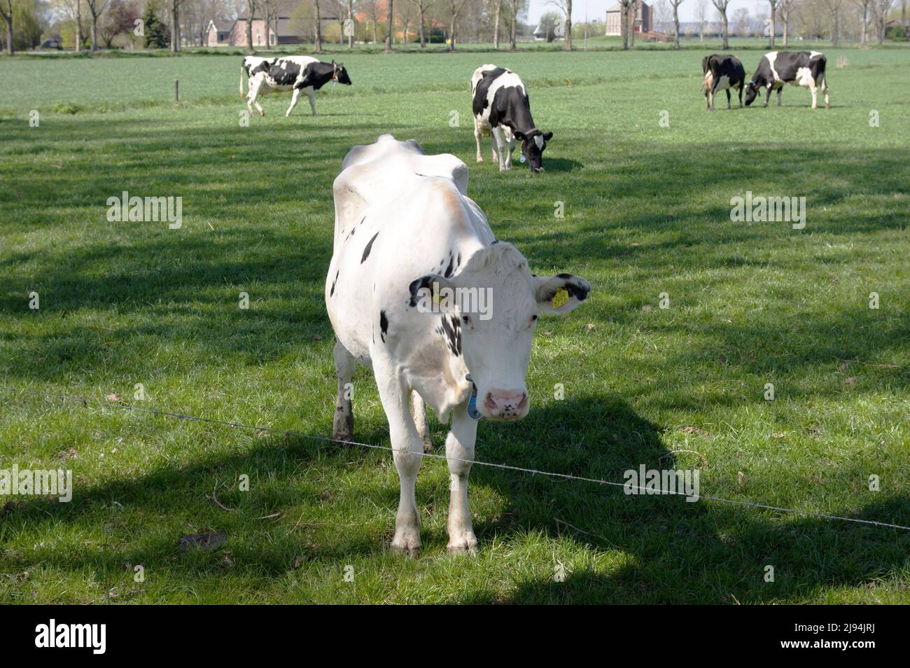 White cow with black spots hi-res stock photography and images - Alamy