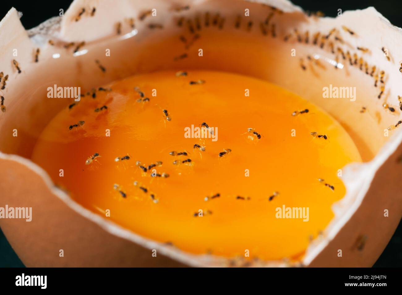 Egg ants hi-res stock photography and images - Alamy