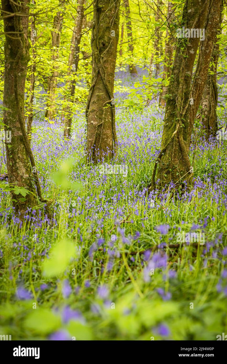 Bluebells at Penrose near Helston in Cornwall. Picture date: Thursday ...