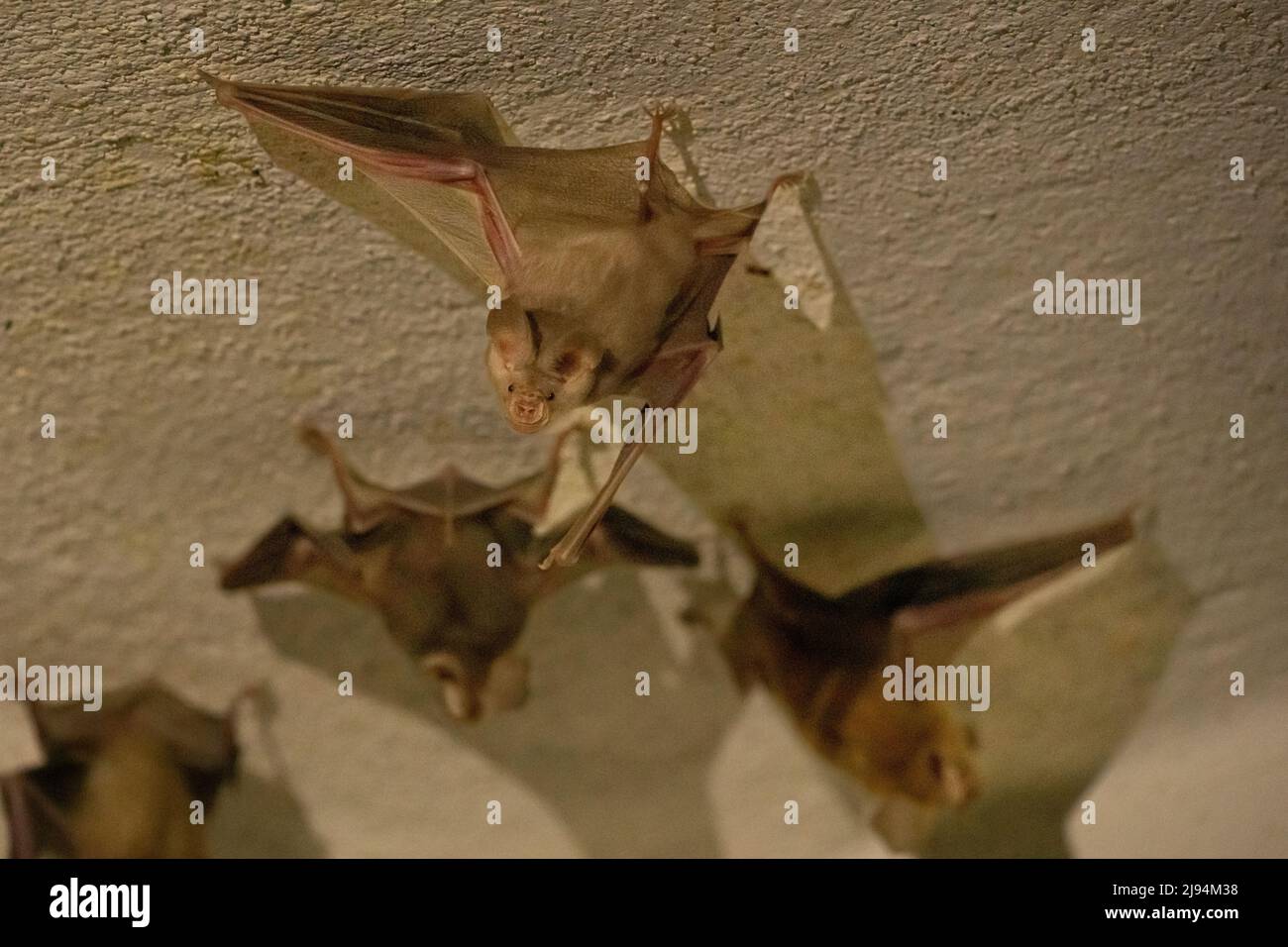 Trident bat or trident leaf-nosed bat (Asellia tridens Stock Photo - Alamy
