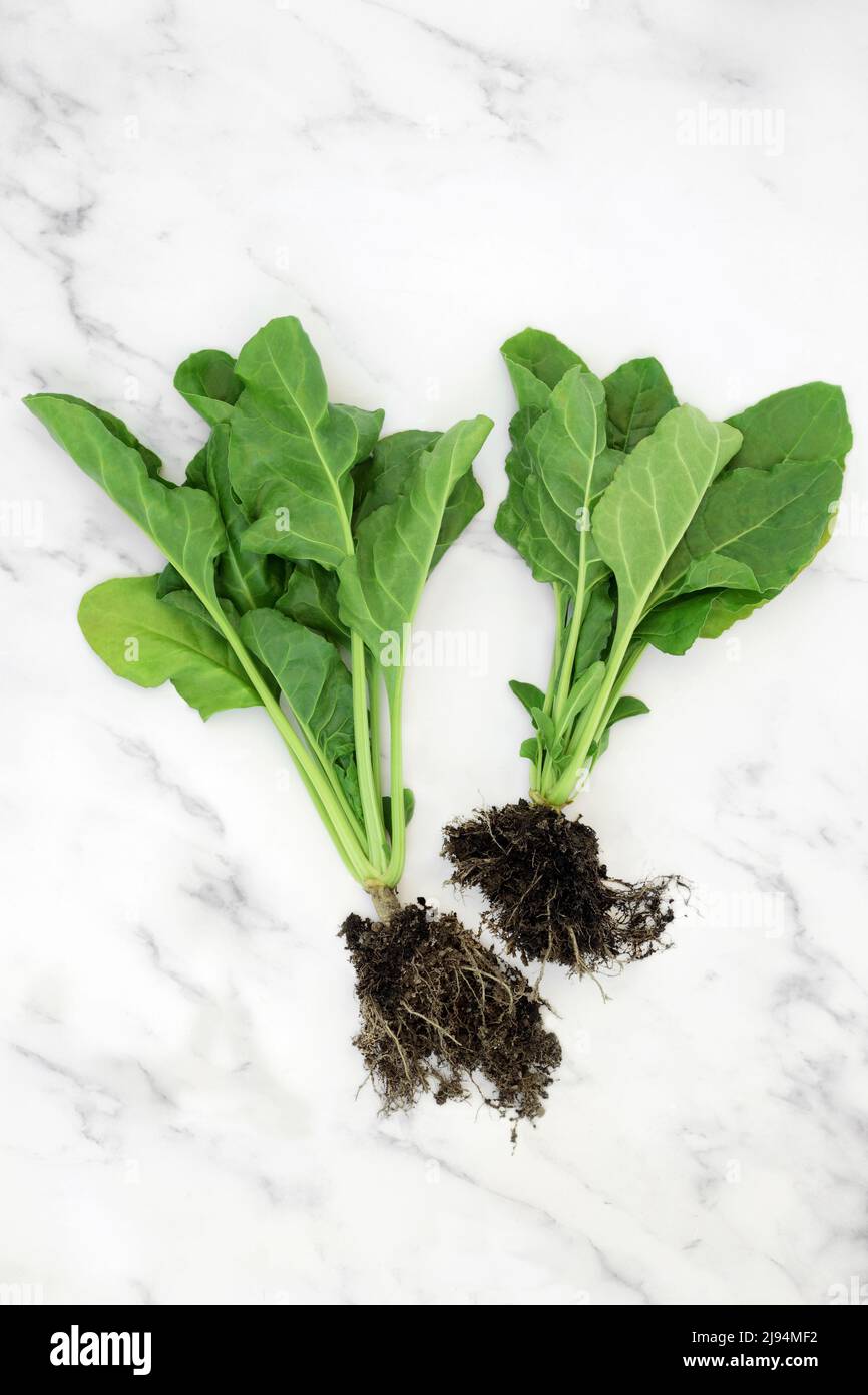Organic spinach plants with earth root balls and leaves. Healthy food ...