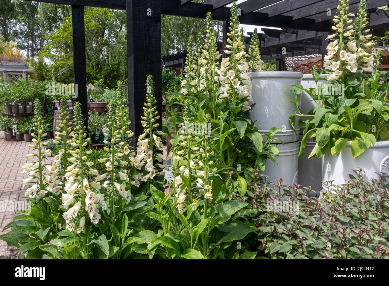 White foxgloves Digitalis Purpurea Alba on sale outdoors at a garden ...