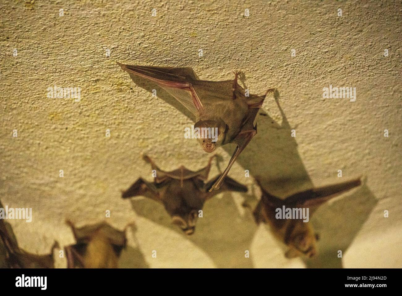 Trident leaf nosed bat hi-res stock photography and images - Alamy
