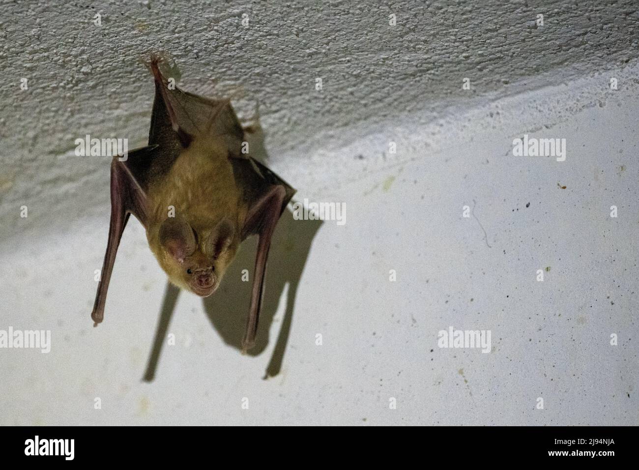 Trident bat or trident leaf-nosed bat (Asellia tridens Stock Photo - Alamy