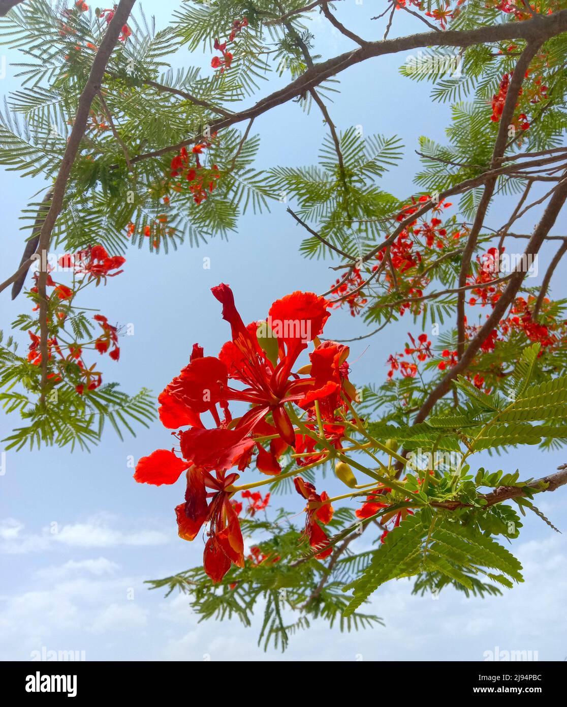 Delonix regia flower hi-res stock photography and images - Alamy