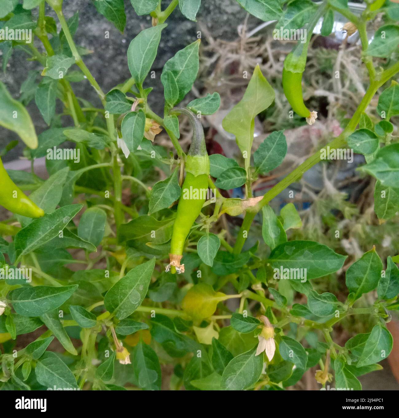 green chilli or Capsicum frutescens plant leaves and fruit Stock Photo ...