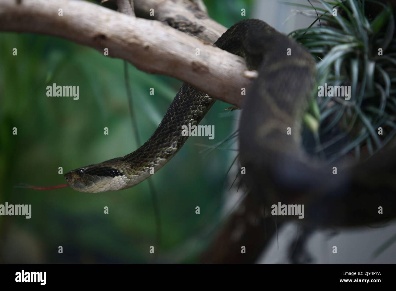Jararaca snake hi-res stock photography and images - Alamy