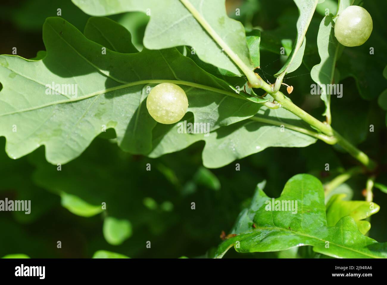 Yellow-green Common spangle galls caused by the cynipid wasp Neuroterus ...