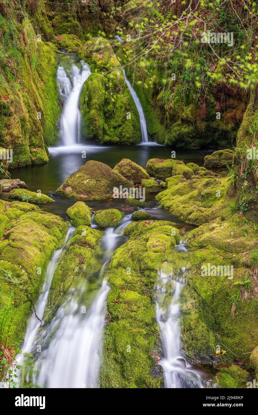 Dendles Wood, National Nature Reserve Devon Stock Photo - Alamy