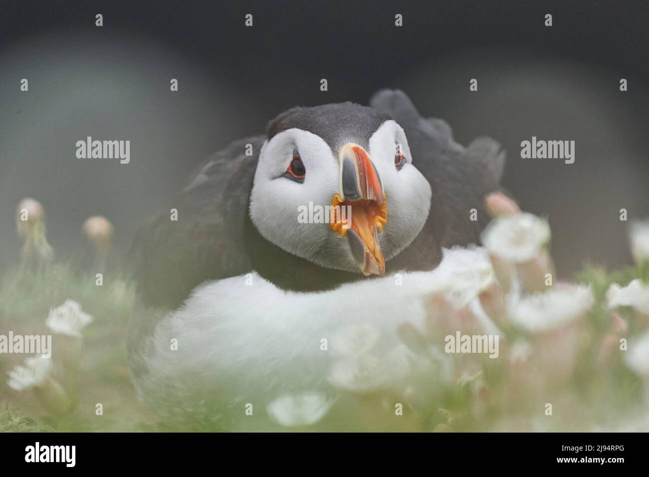 Atlantic puffin (Fratercula arctica) calling amongst spring flowers on ...