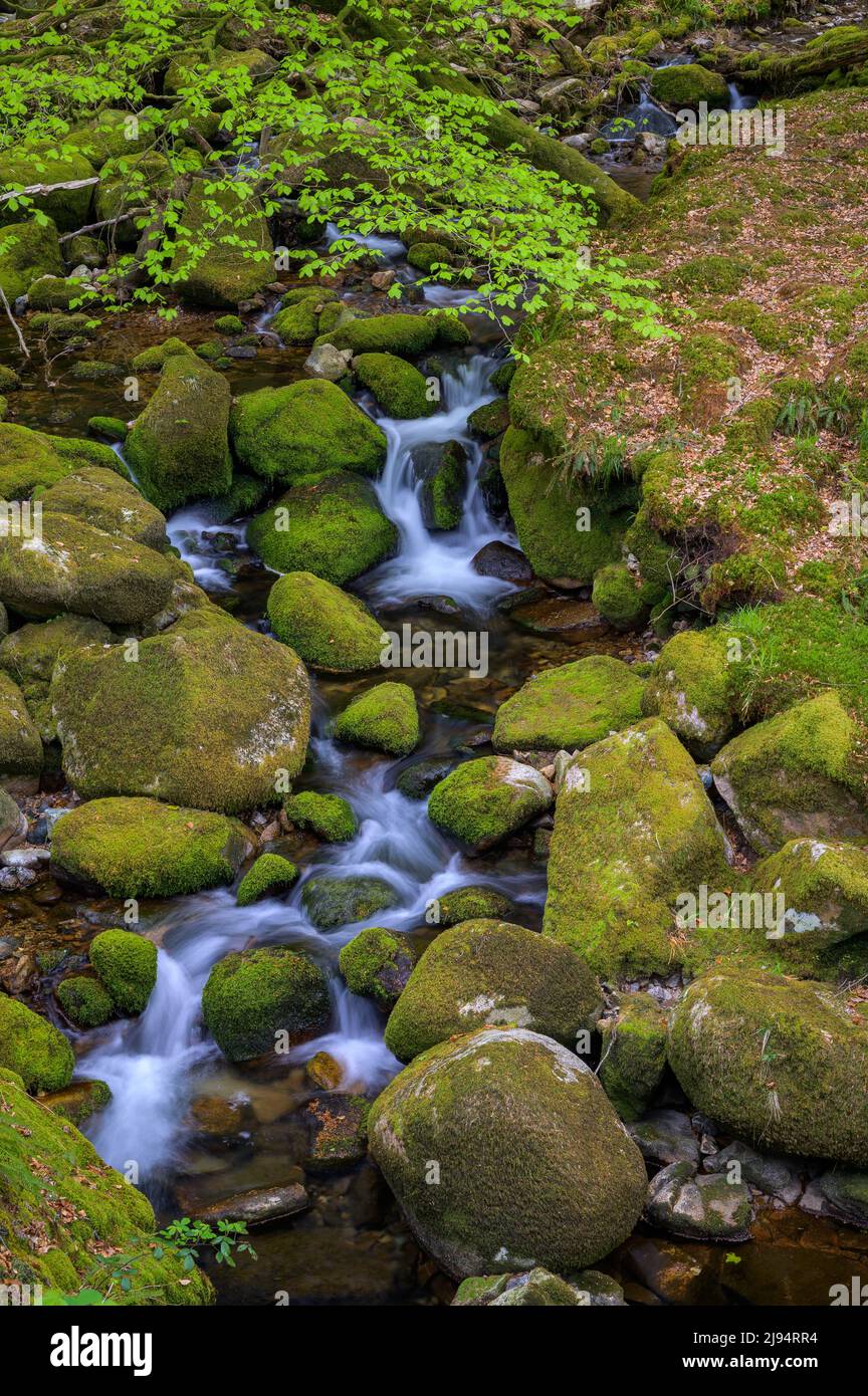 Dendles Wood, National Nature Reserve Devon Stock Photo - Alamy