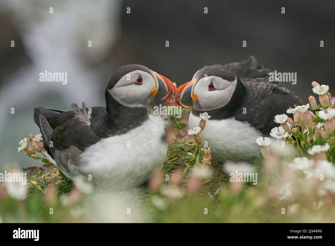 Two Atlantic puffins (Fratercula arctica) amongst spring flowers on ...