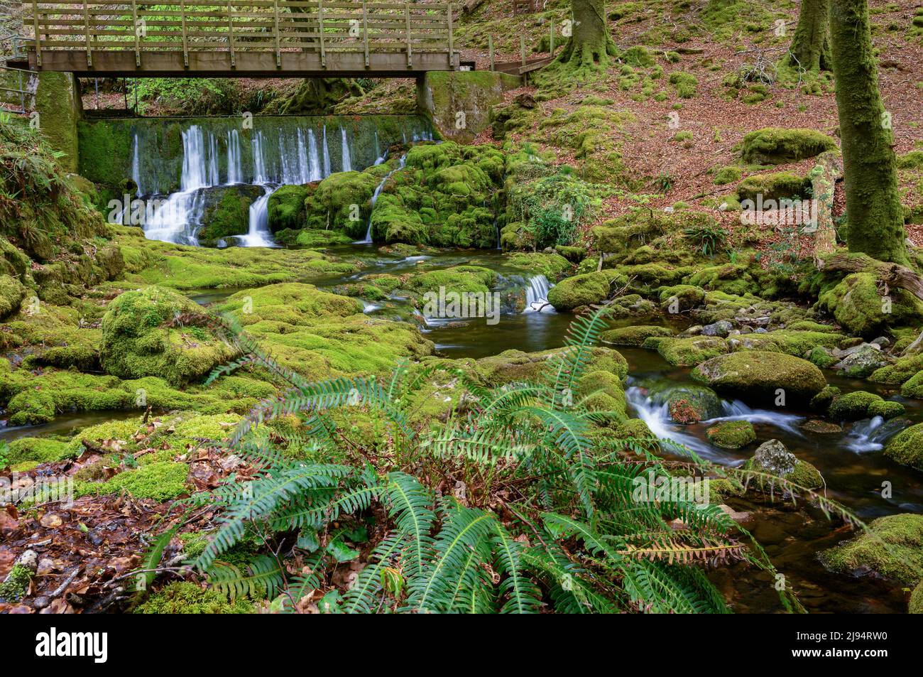 Water flows over the moss covered rocks in Dendles Wood, National ...