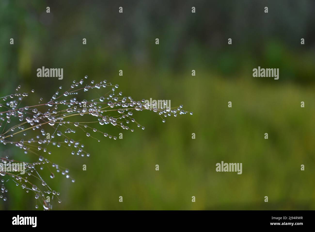 Frozen water droplets on tip of a plant. Bromo National Park Stock ...