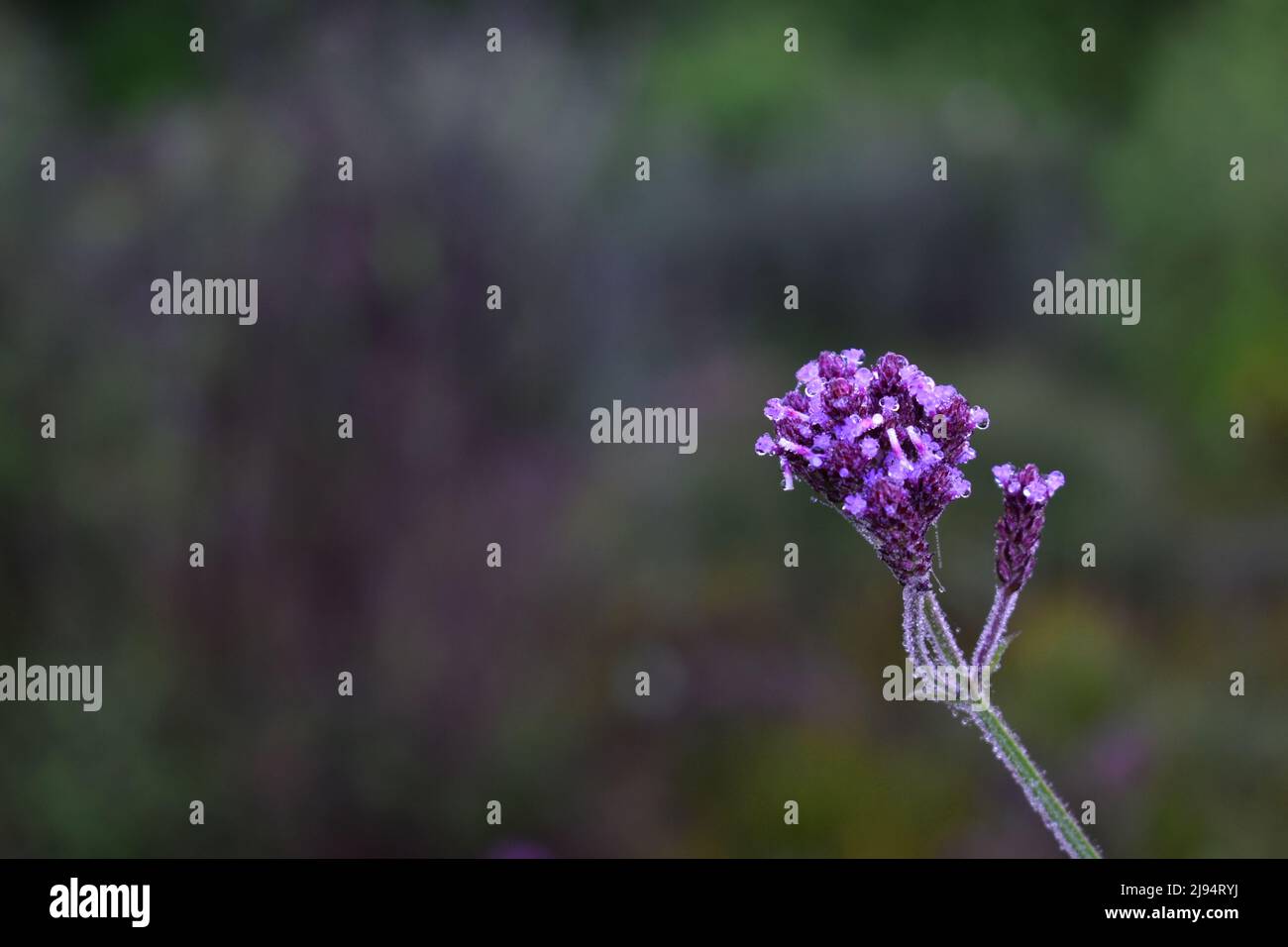 Wet savana hi-res stock photography and images - Alamy