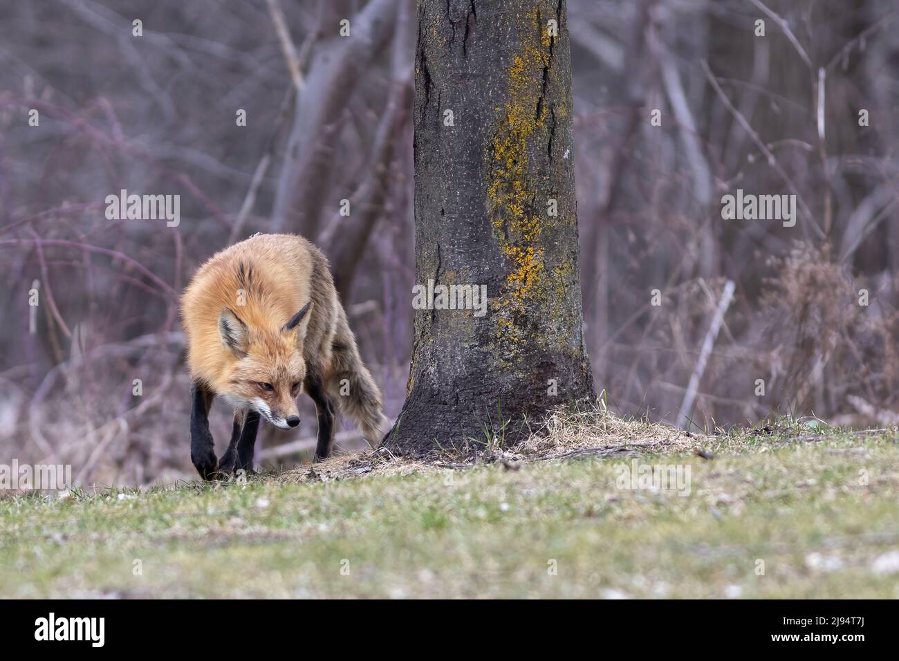 Red fox hunting prey hi-res stock photography and images - Alamy