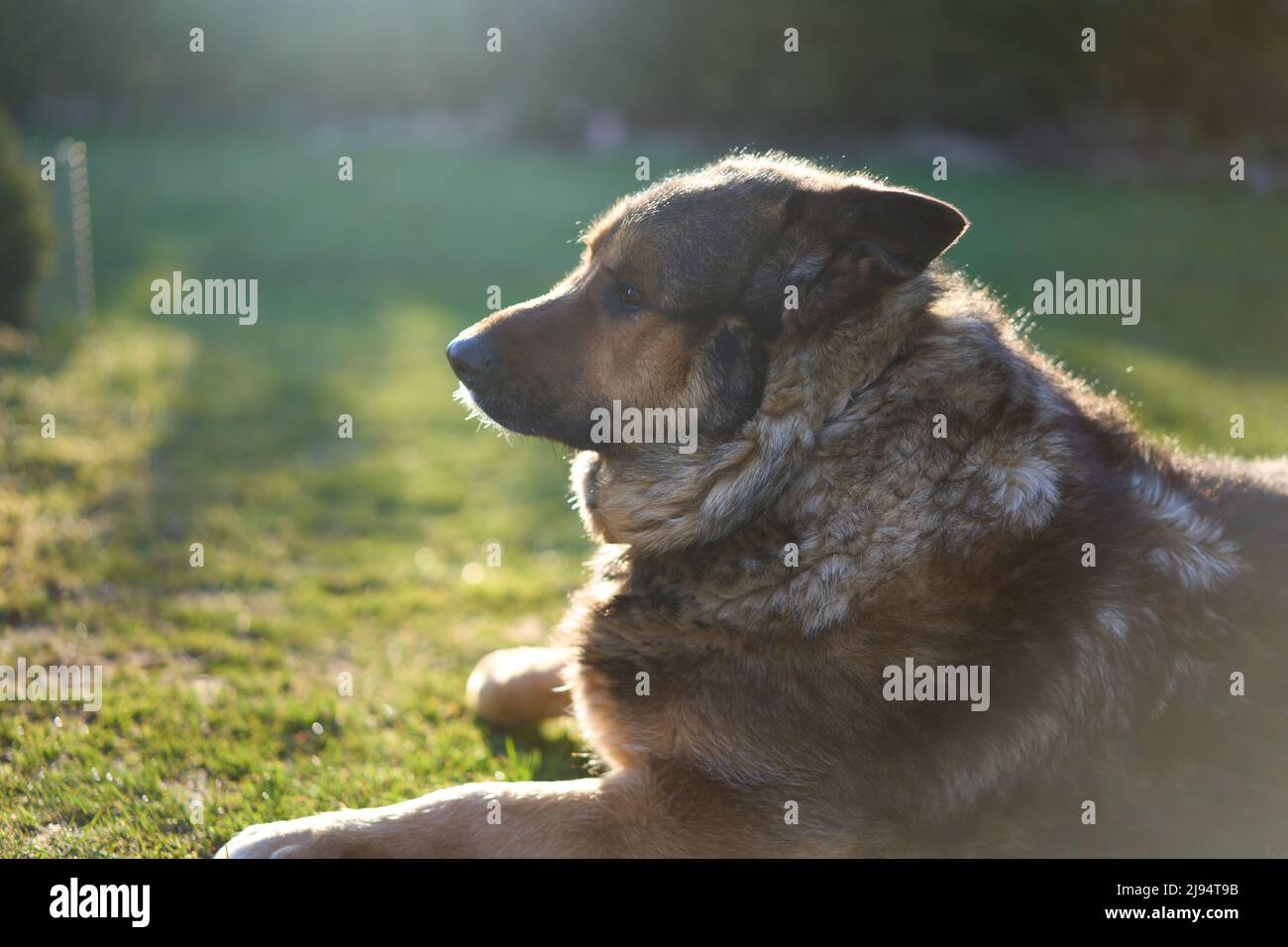 Sunrise with a dog hi-res stock photography and images - Alamy