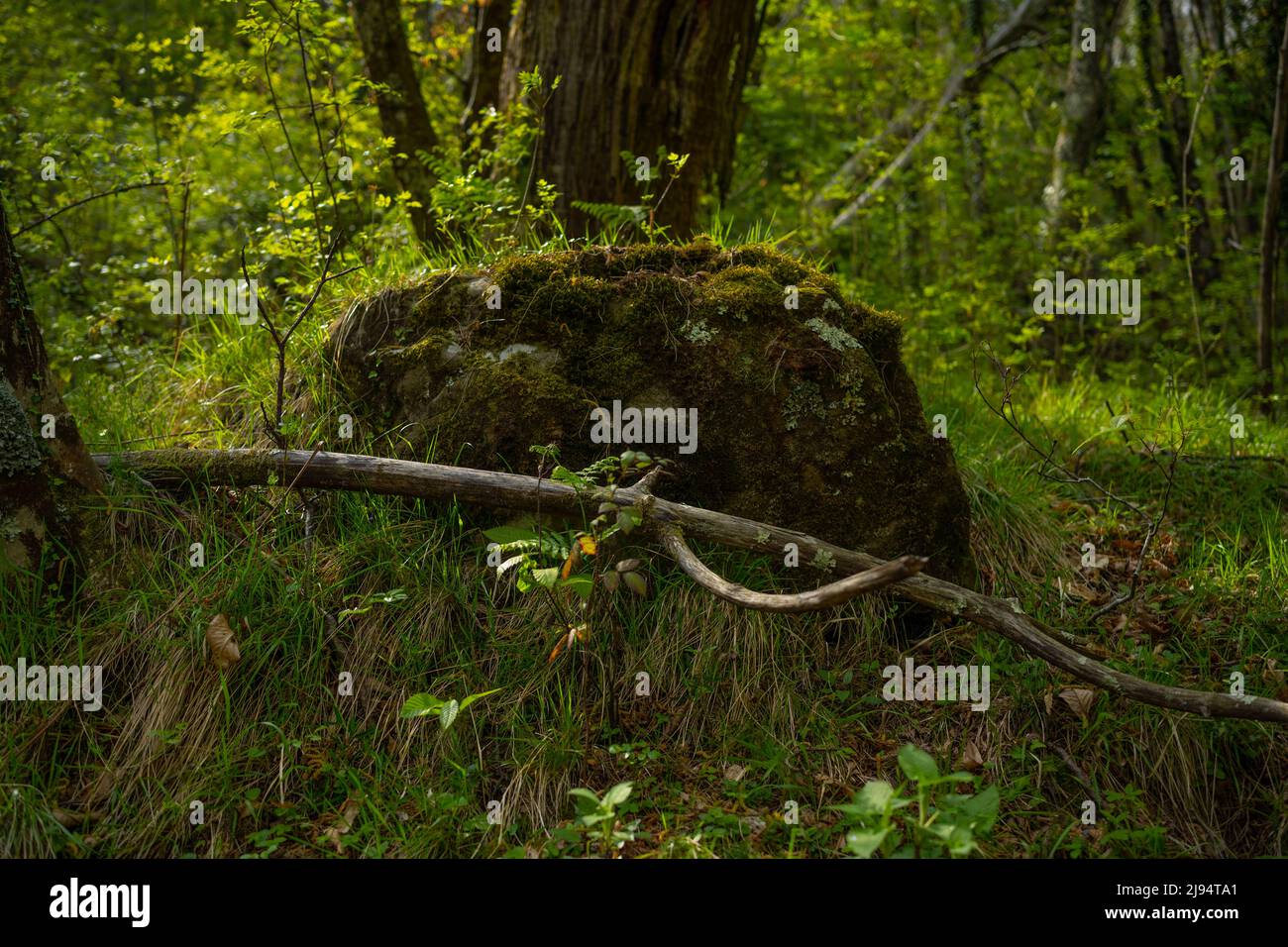 Collapsed trees in woodland in 'Svizzera Pesciatina', Tuscany, Italy ...