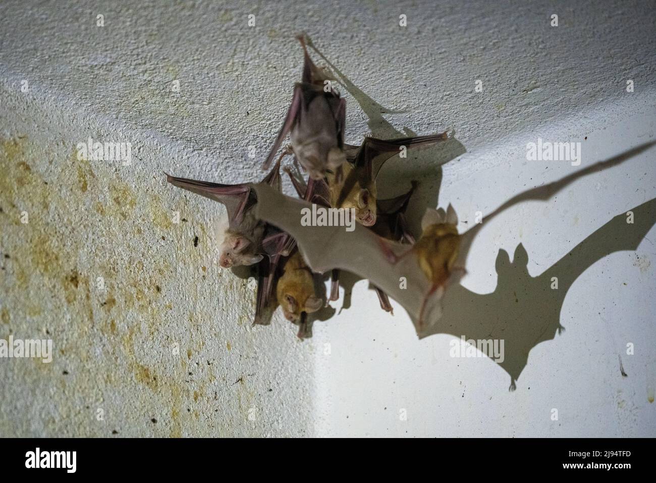 Trident bat or trident leaf-nosed bat (Asellia tridens Stock Photo - Alamy