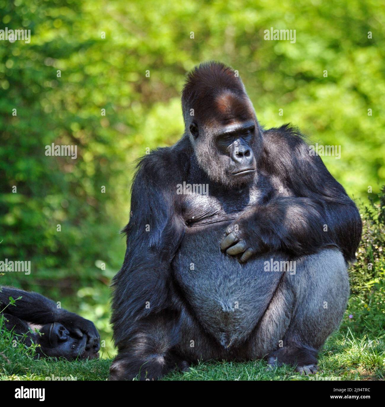 Silverback Gorilla Stock Photo - Alamy