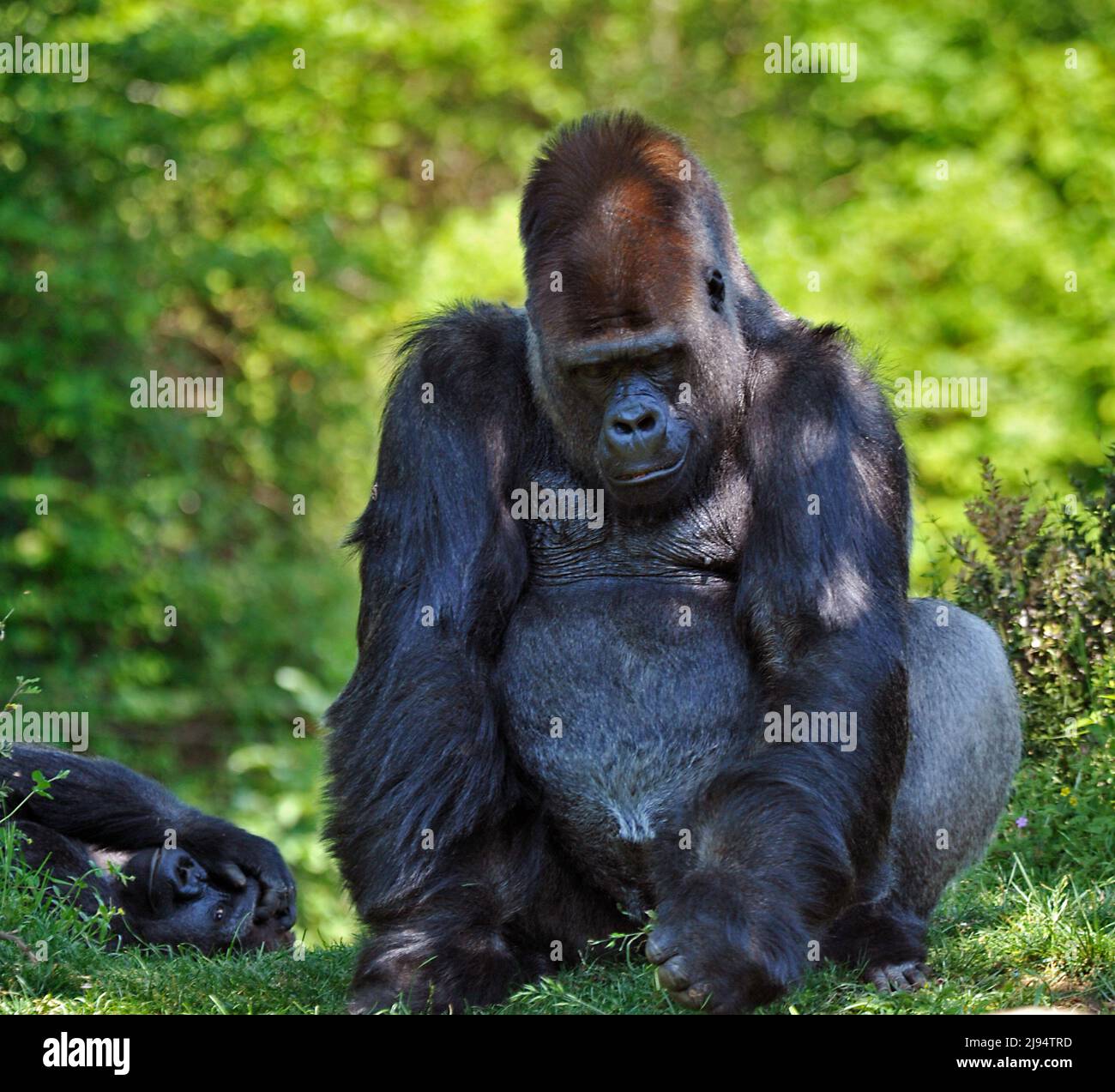 Giant gorilla hi-res stock photography and images - Alamy