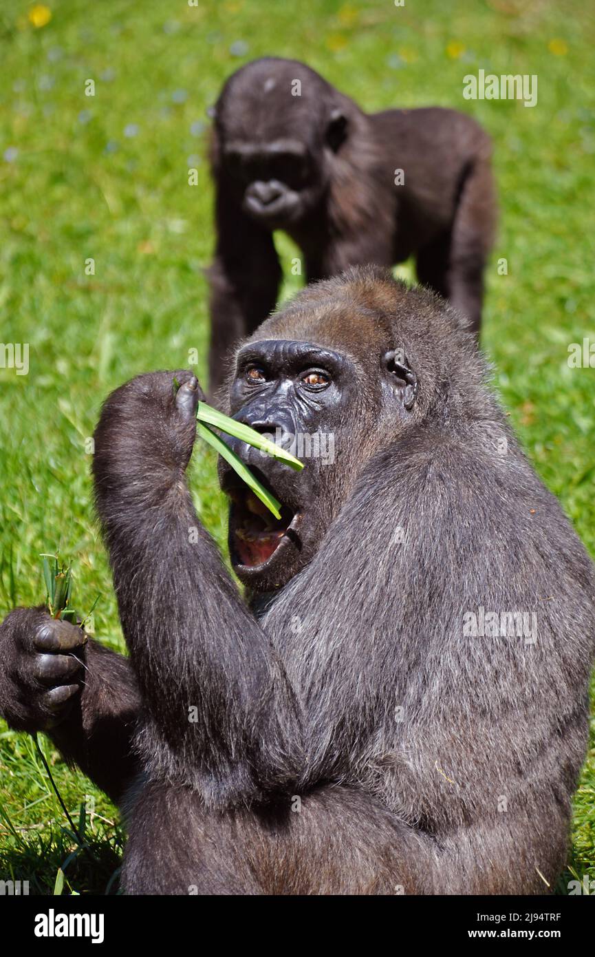 Animals broad forehead hi-res stock photography and images - Alamy