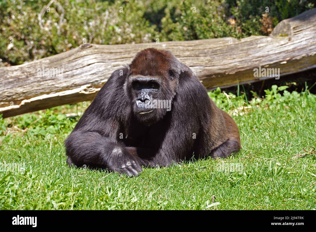 Gorrillas hi-res stock photography and images - Alamy