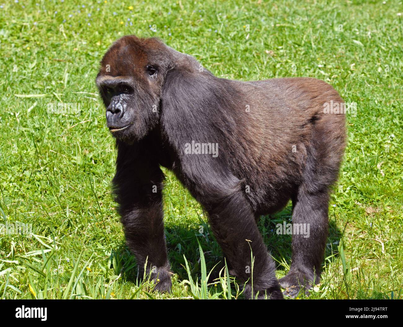 Gorrilla hi-res stock photography and images - Alamy