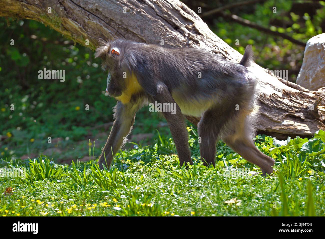 Mandrill family forest hi-res stock photography and images - Alamy