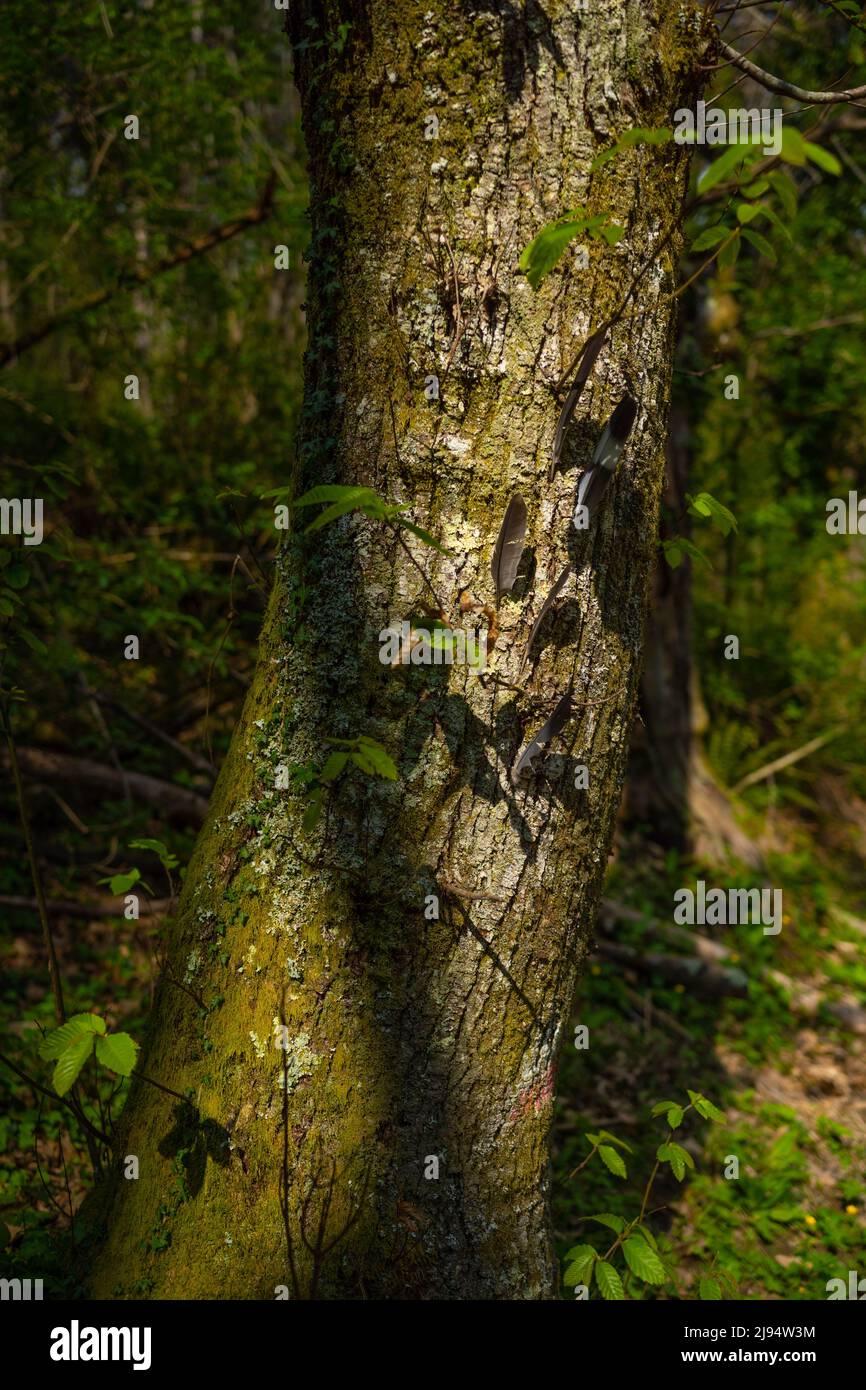 Woodland habitat harmony hi-res stock photography and images - Alamy