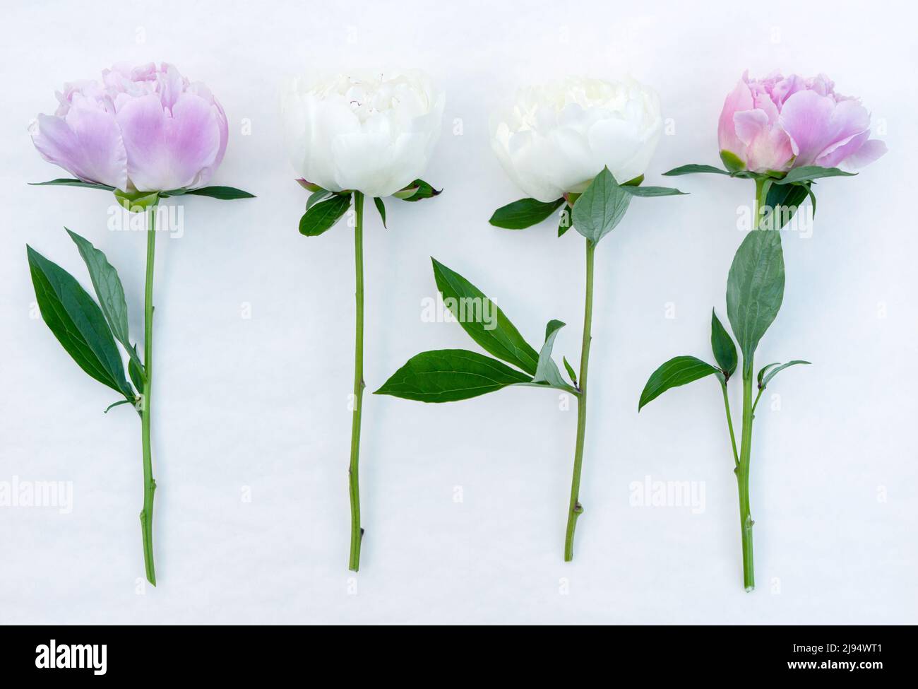 Delicate white and pink peonies isolated on white background Stock ...