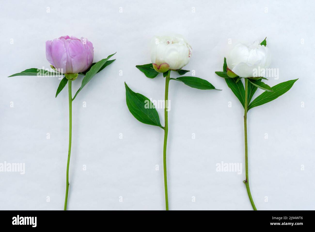 Delicate white and pink peonies isolated on white background Stock ...