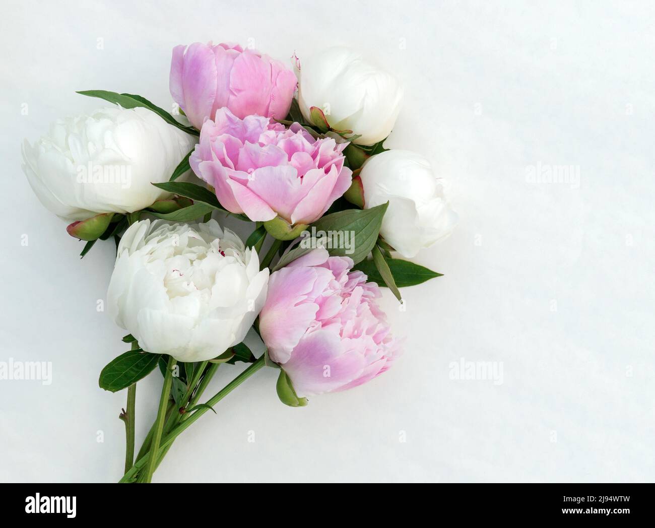 Bouquet of delicate pink and white peonies on a white background Stock ...
