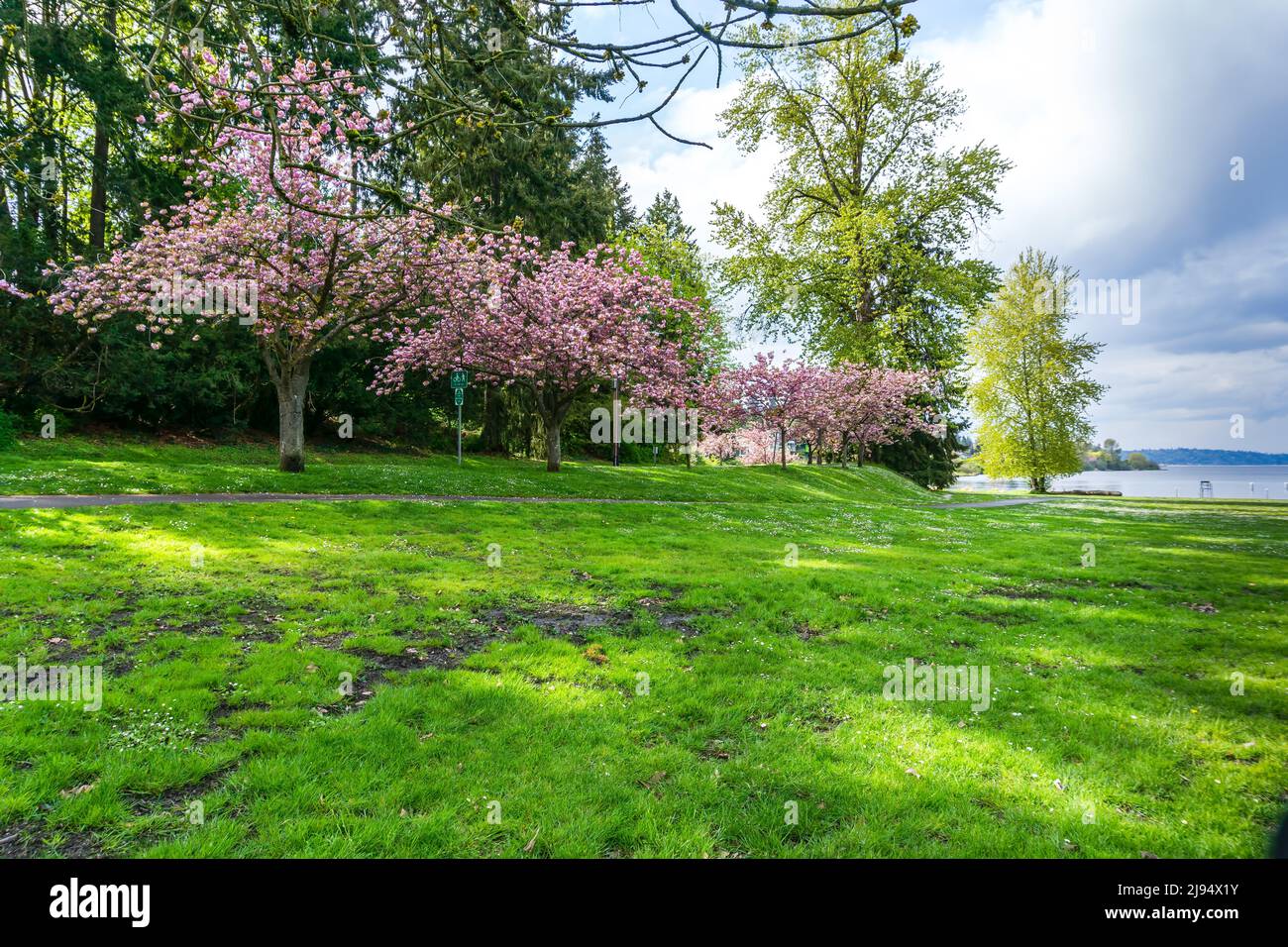 Cherry trees bloom along the road at Seward Park in Washington State ...