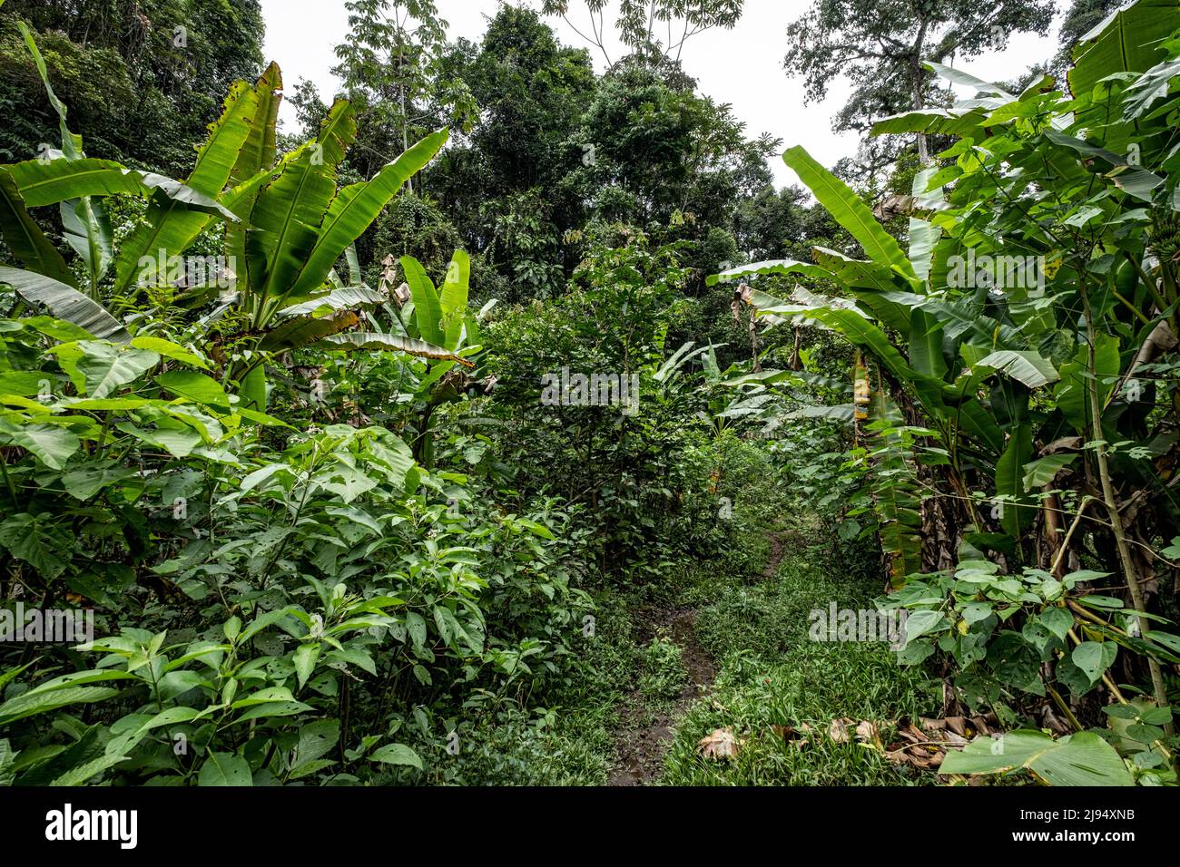 Amazonia, deforestation, Ecuador, environment, nature Stock Photo - Alamy