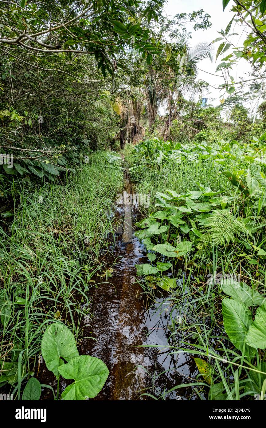 Amazonia, deforestation, Ecuador, environment, nature Stock Photo - Alamy